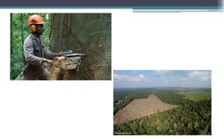 Natural resources and problems | PPTX | Agriculture | Industries