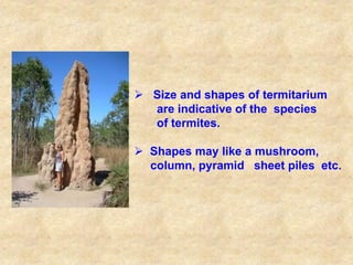 Natural satbilization of soils | PDF