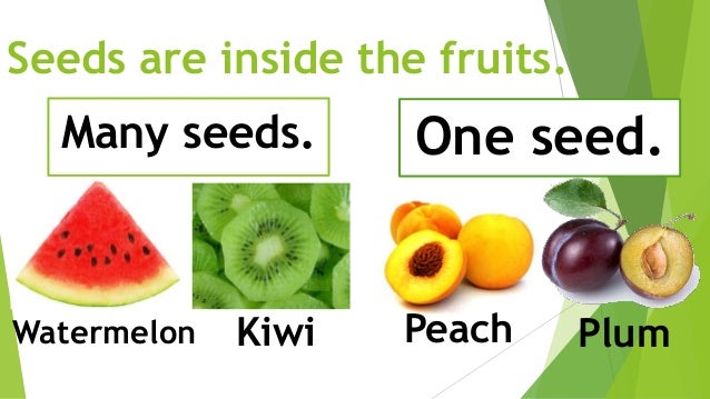 NATURAL SCIENCE - UNIT 6 - PLANTS