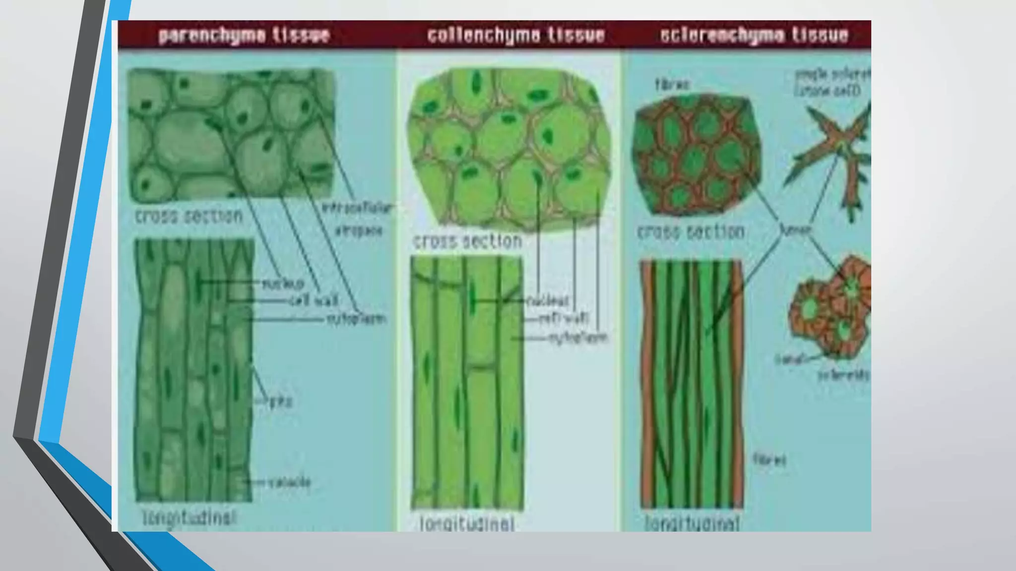 PLANT TISSUES | PPT