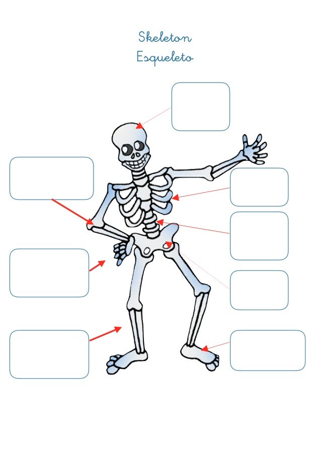 How The Body Works Worksheets