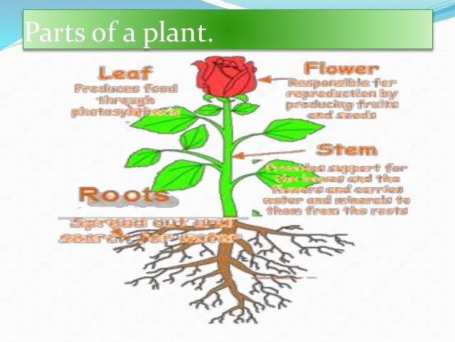 Natural science living things | PPT