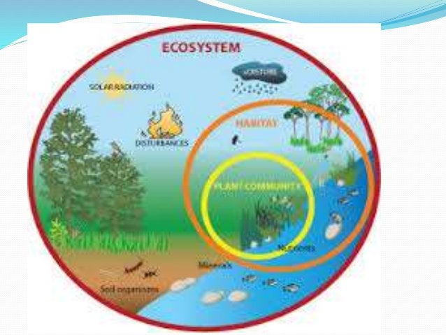Natural science living things | PPT