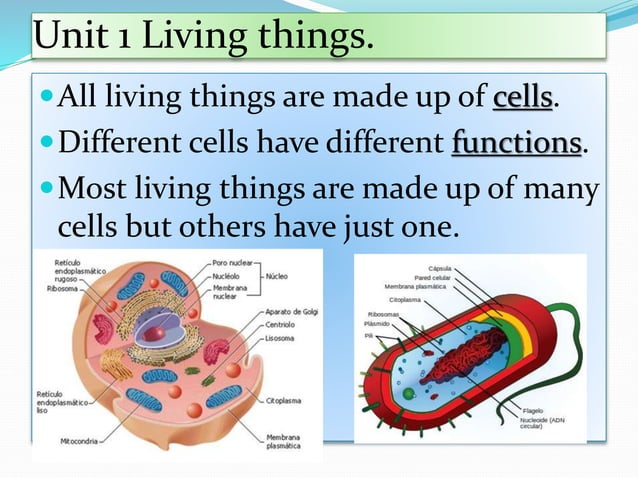 Natural science living things | PPT