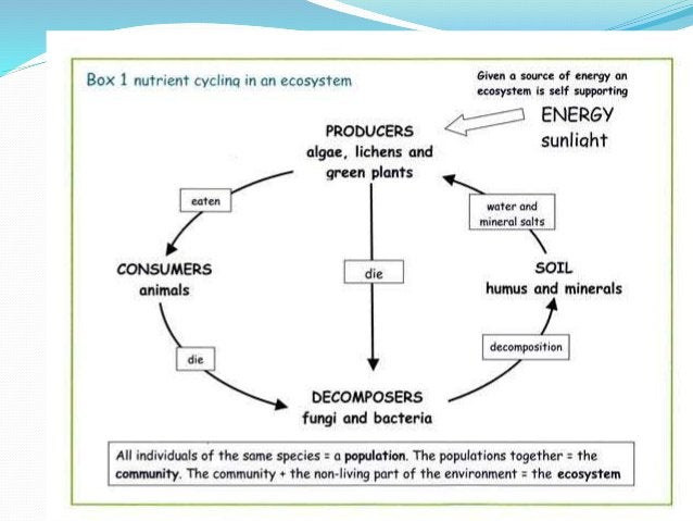 Natural science living things | PPT