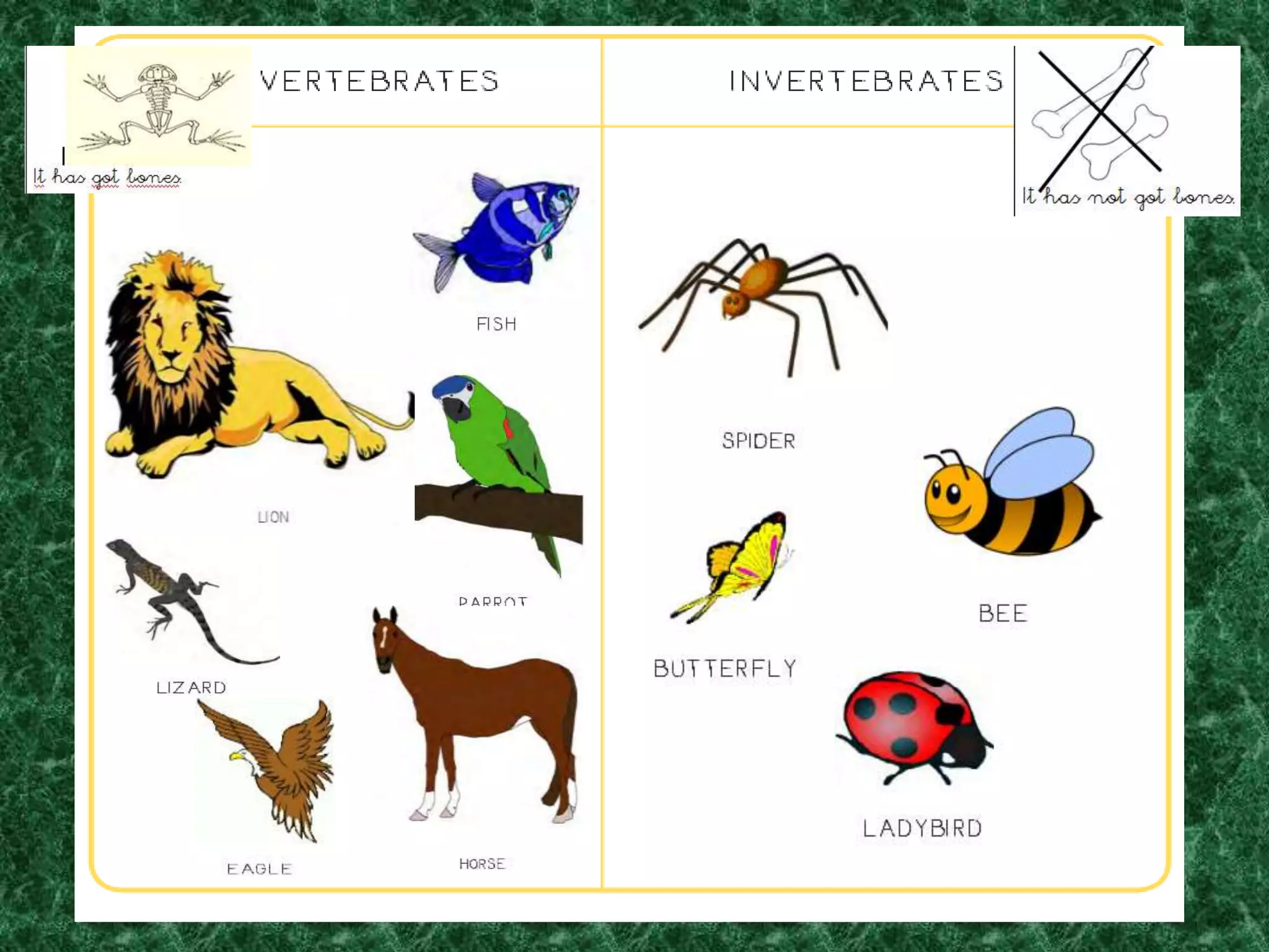Natural science animals | PPTX