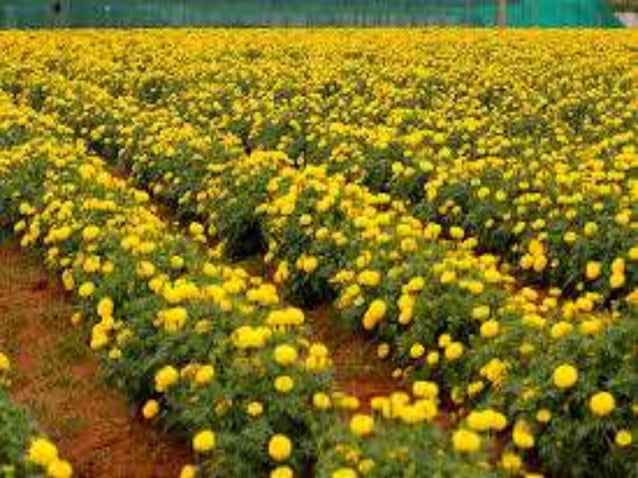 Natural science power point | PPTX