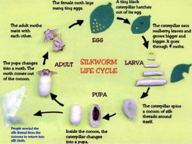 Natural science power point | PPTX