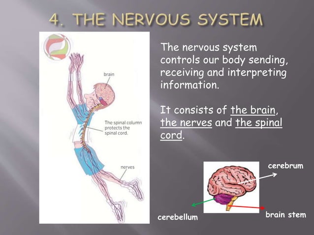 THE HUMAN BODY AND INTERACTION | PPT