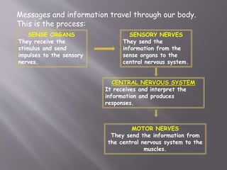 THE HUMAN BODY AND INTERACTION | PPTX | Brain and Nervous System ...