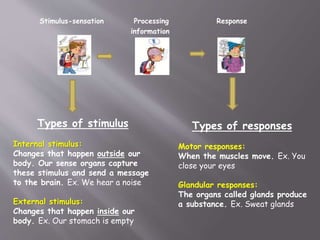 THE HUMAN BODY AND INTERACTION | PPTX | Brain and Nervous System ...