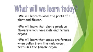 Natural science, unit 1, the plants | PPTX