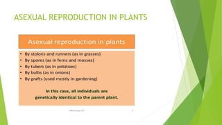 Natural science, unit 1, the plants | PPTX