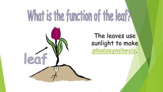 Natural science, unit 1, the plants | PPTX