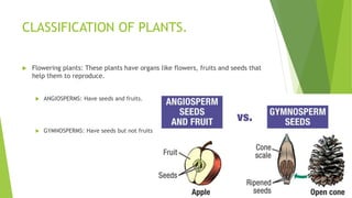 Natural science, unit 1, the plants | PPTX