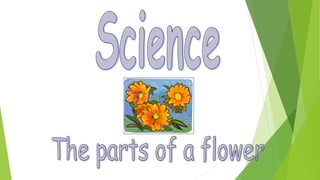 NATURAL SCIENCE, unit 1, the plants.pptx | Gardening | Home & Garden