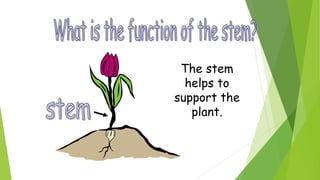 NATURAL SCIENCE, unit 1, the plants.pptx | Gardening | Home & Garden