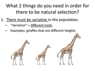 Natural Selection Examples In Giraffes