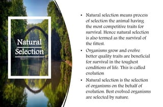 Natural selection | PPTX