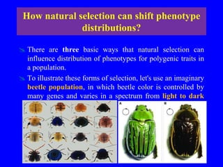 Natural Selection.ppt | Biological Sciences | Science