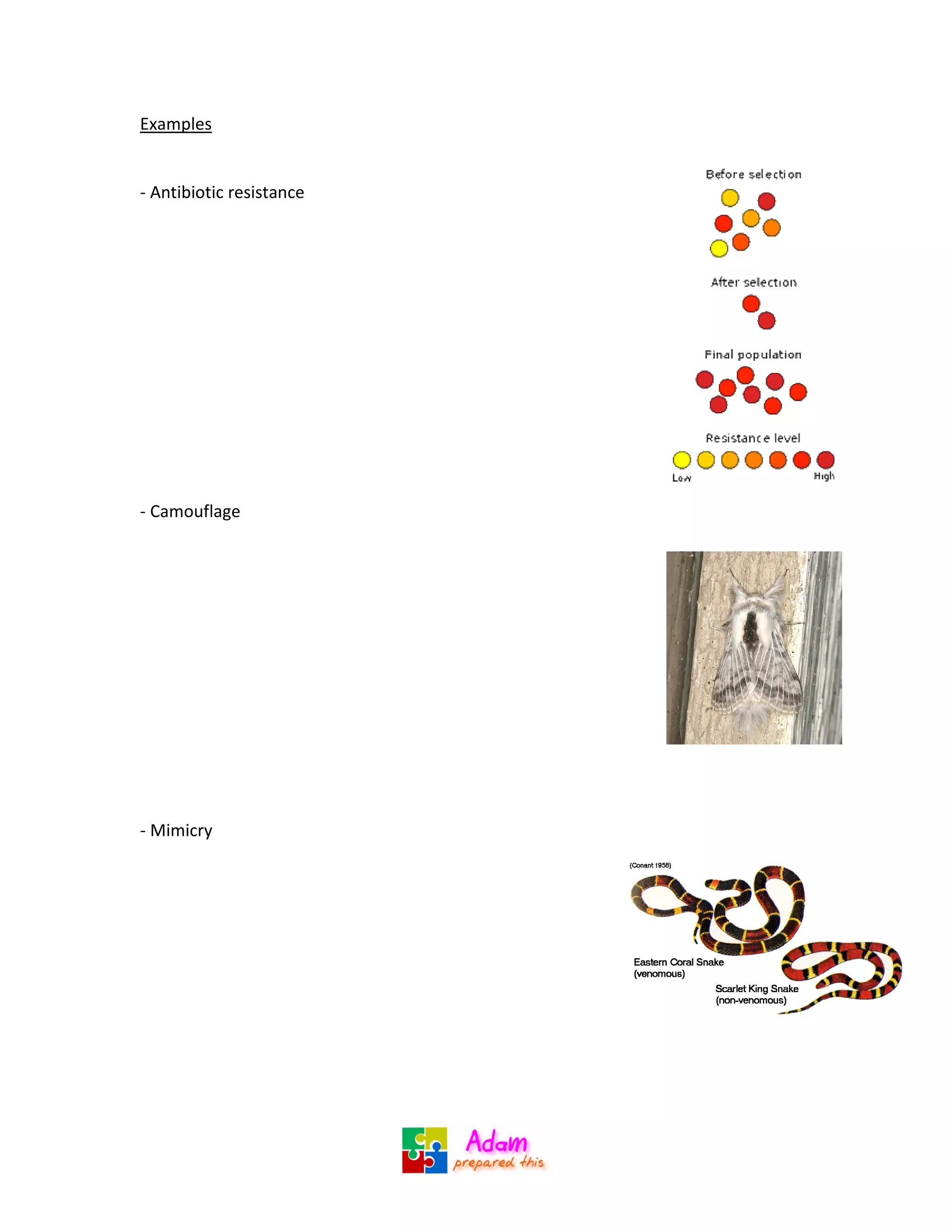 Natural selection - EAP note-taking sheet | PDF