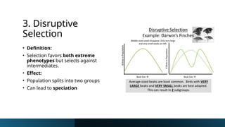 Comprehensive Overview of Natural Selection and Its Types in Evolution ...