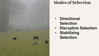 NATURAL SELECTION AND SPECIATION WIP.pptx