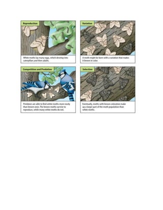 Natural selection, competition, variation | PDF