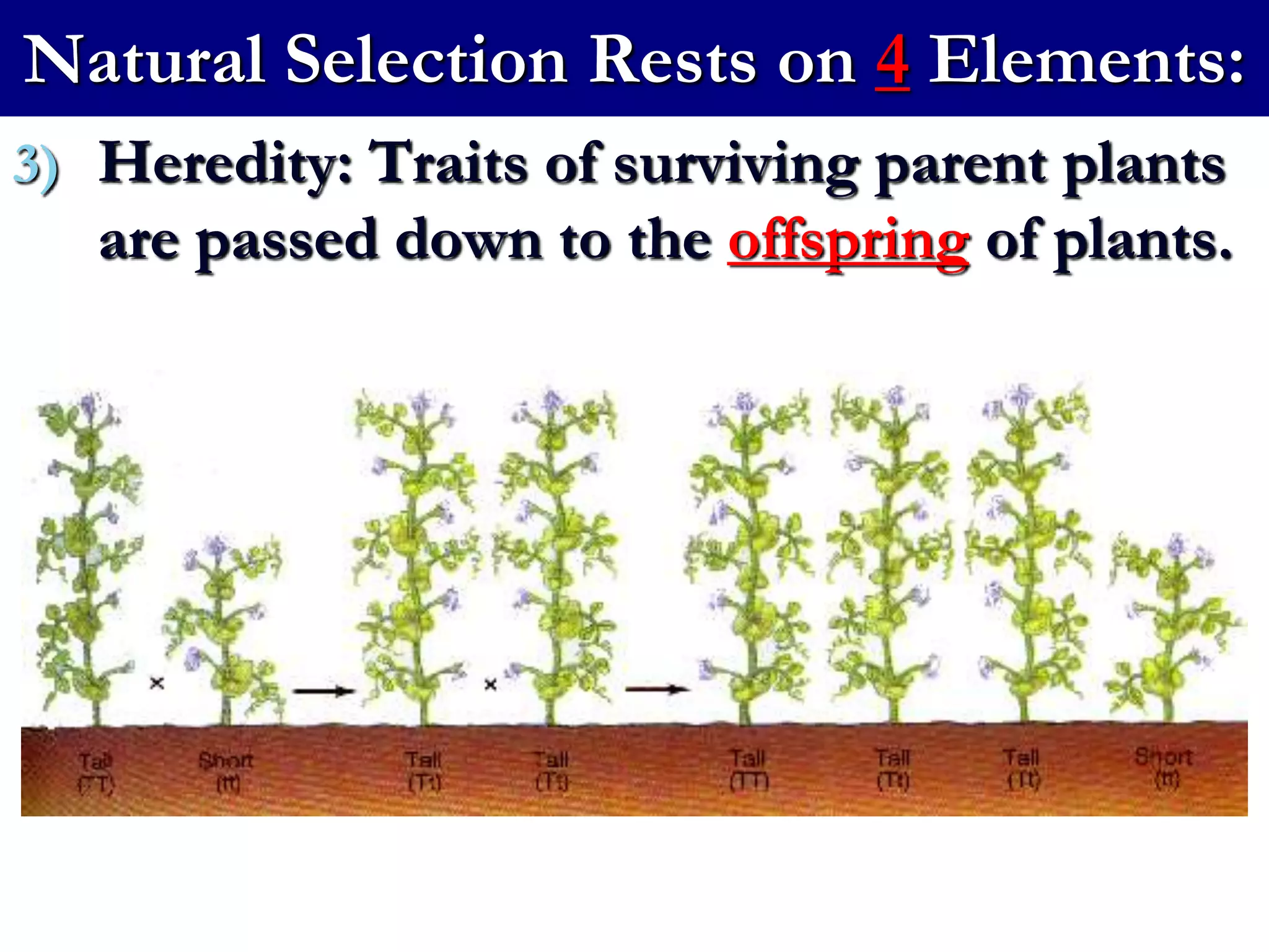 Natural Selection Darwin and Adaptations.ppt | Biological Sciences ...