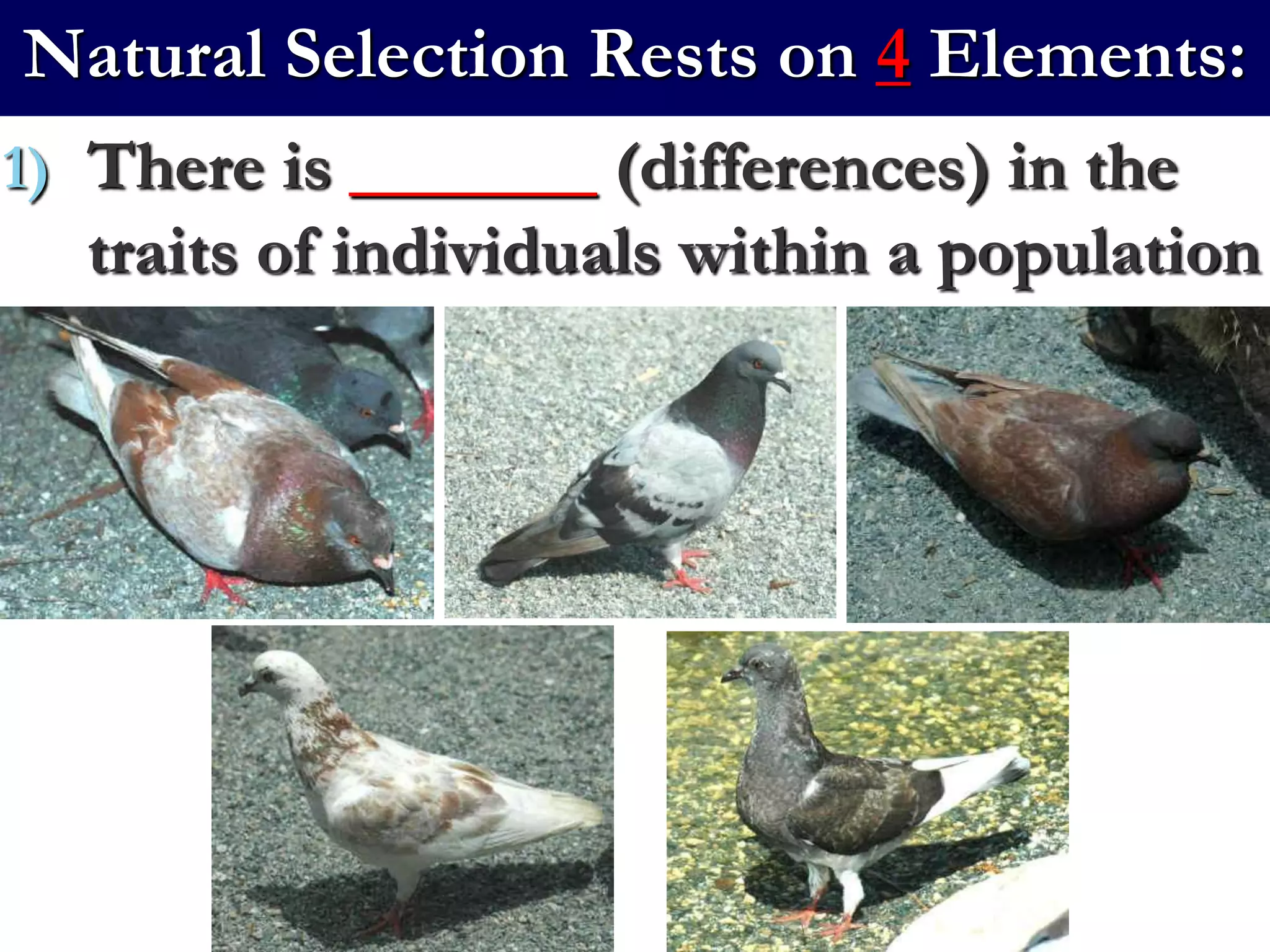 Natural Selection Darwin and Adaptations.ppt | Biological Sciences ...