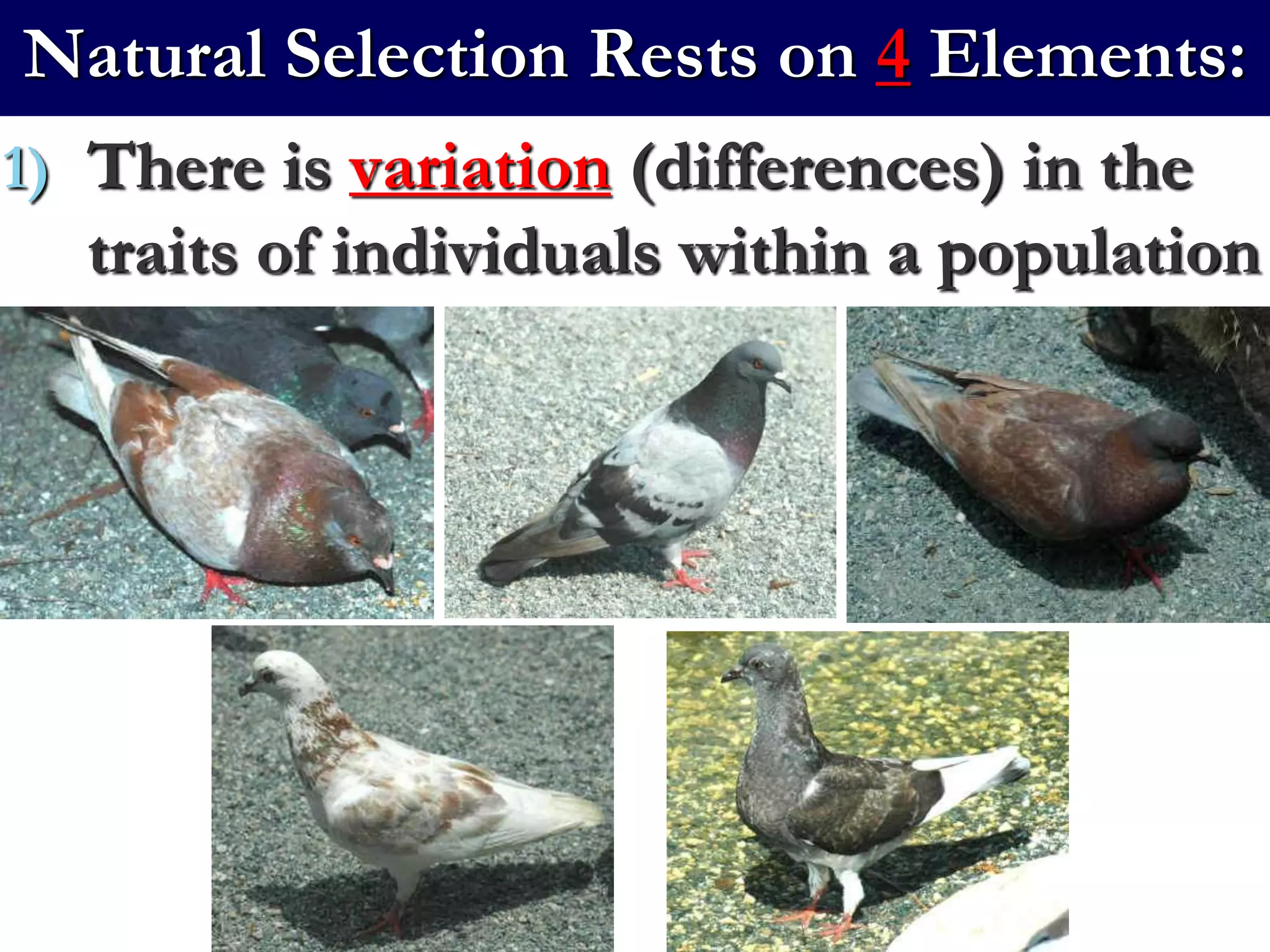 Natural Selection Darwin and Adaptations.ppt | Biological Sciences ...