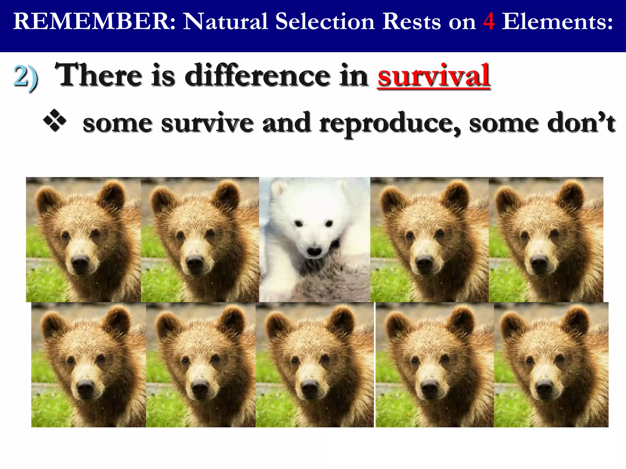 Natural Selection Darwin and Adaptations.ppt | Biological Sciences ...