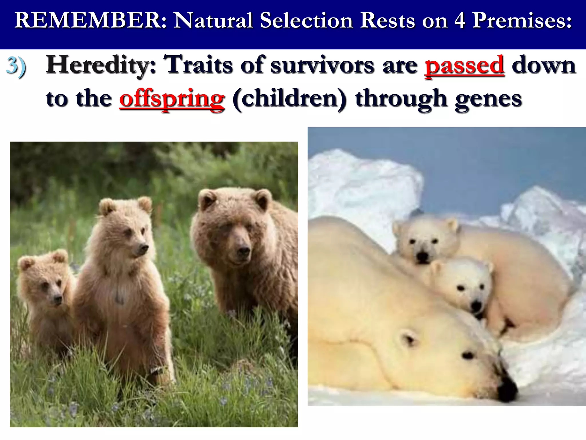 Natural Selection Darwin and Adaptations.ppt | Biological Sciences ...