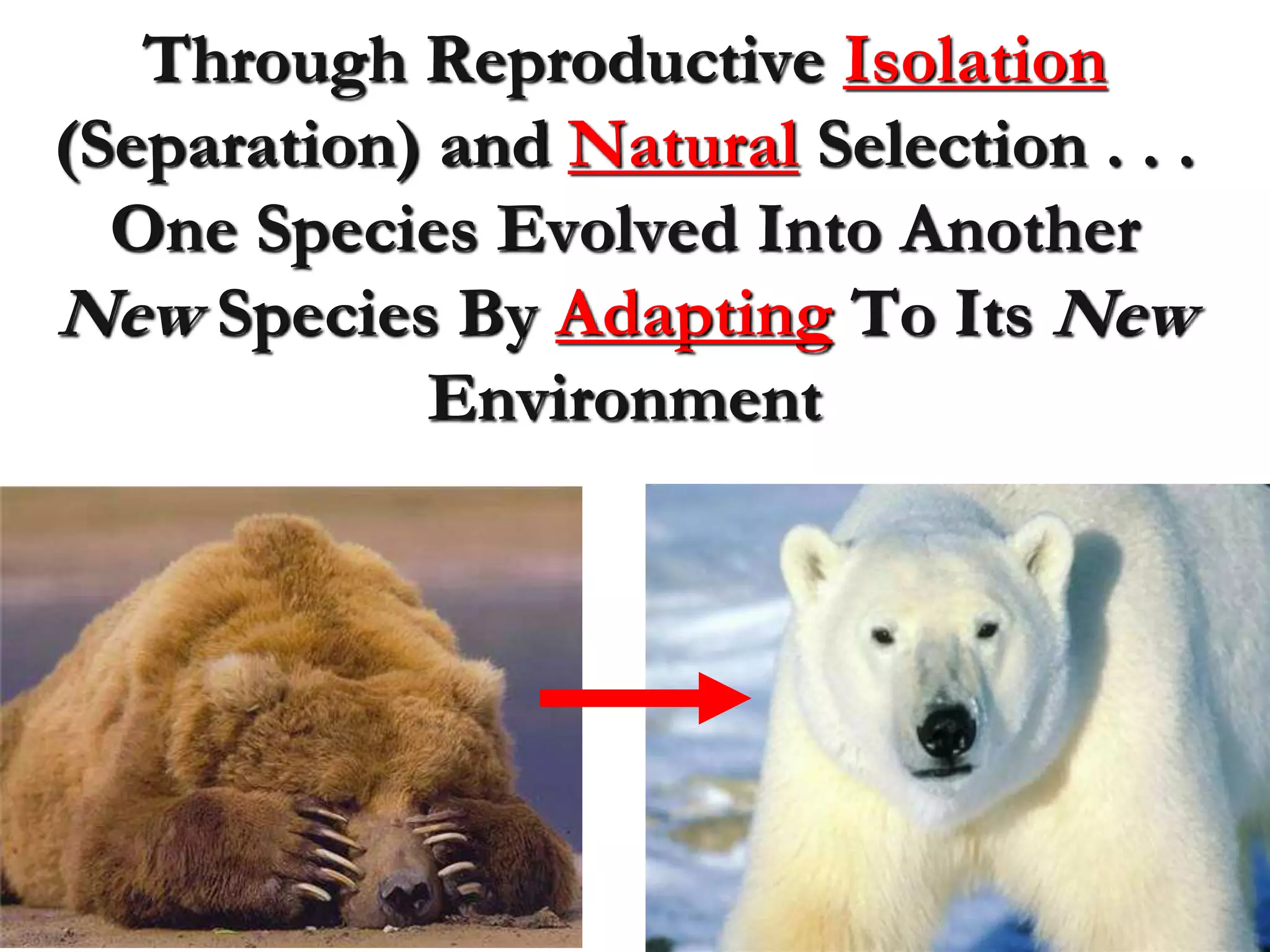 Natural Selection Darwin and Adaptations.ppt | Biological Sciences ...