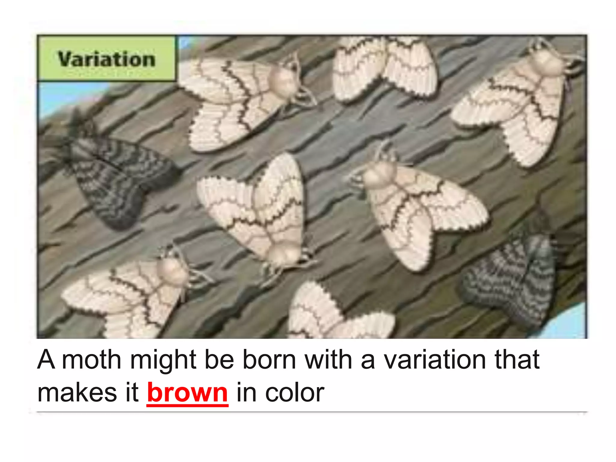 Natural Selection Darwin and Adaptations.ppt | Biological Sciences ...
