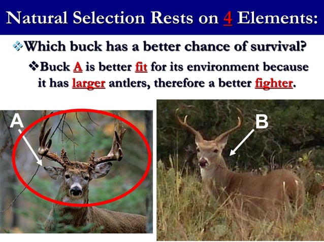 Natural Selection Darwin and Adaptations.ppt