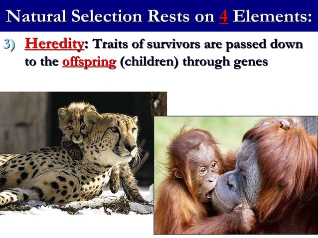 Natural Selection Darwin and Adaptations.ppt