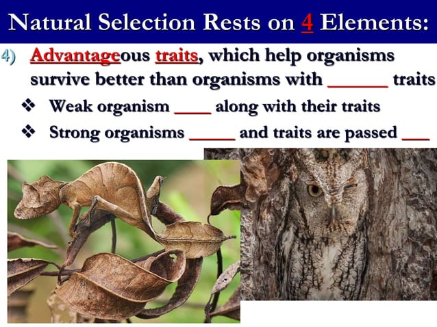 Natural Selection Darwin and Adaptations.ppt