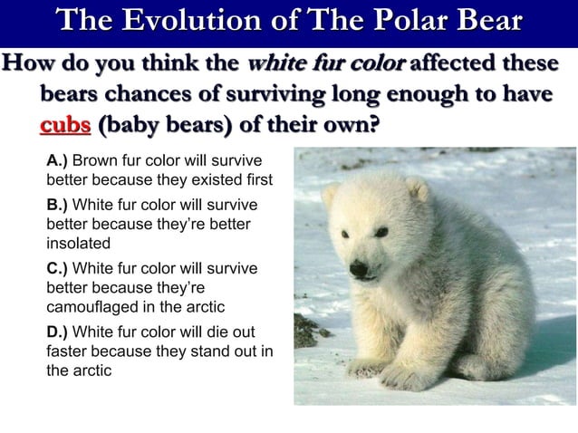 Natural Selection Darwin and Adaptations.ppt