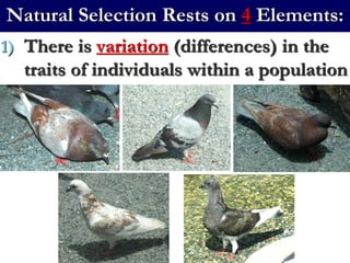 Natural Selection Darwin and Adaptations.ppt