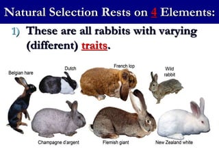 Natural Selection Darwin and Adaptations.ppt