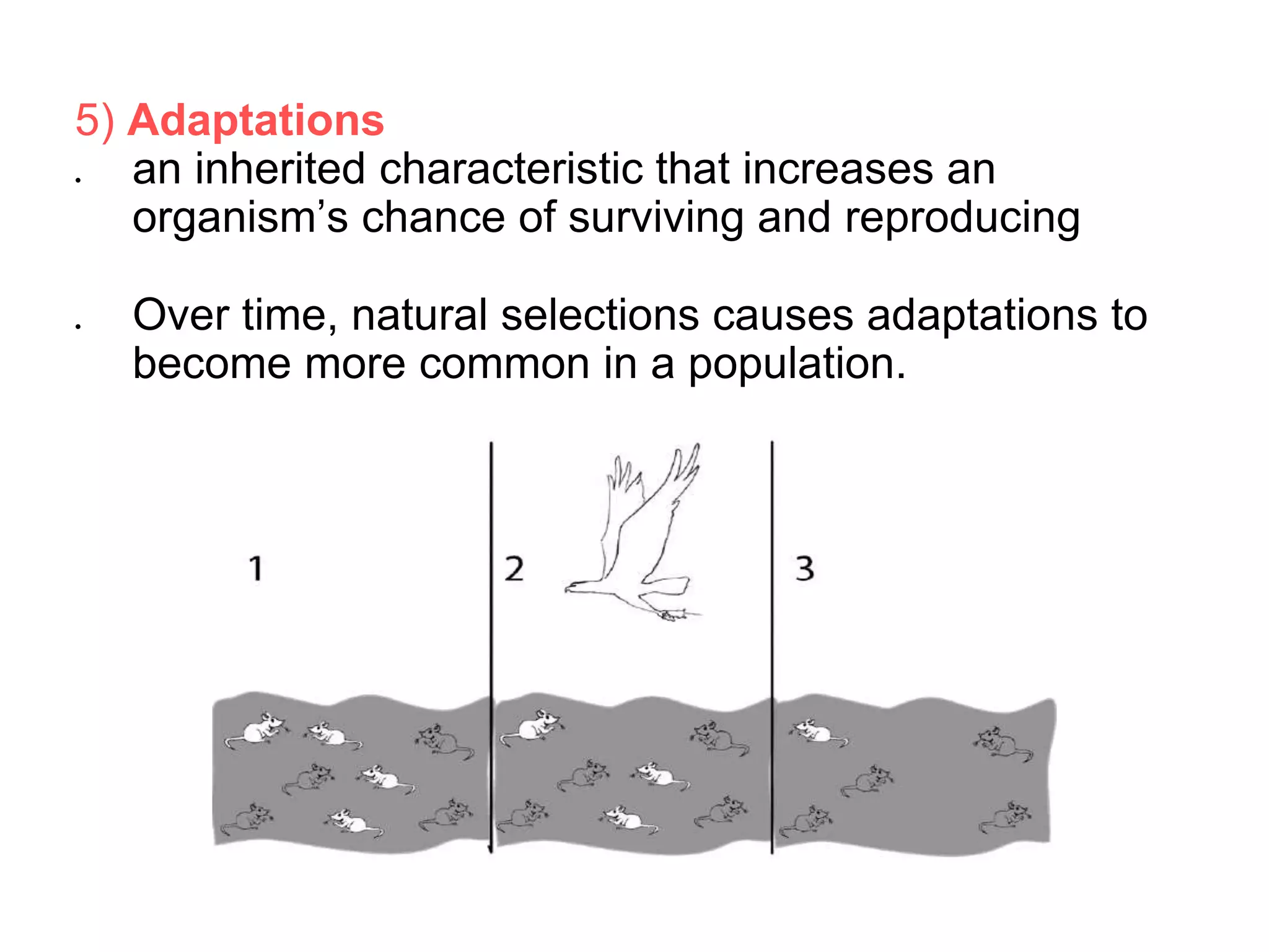 Theory of evolution by natural selection | PPTX