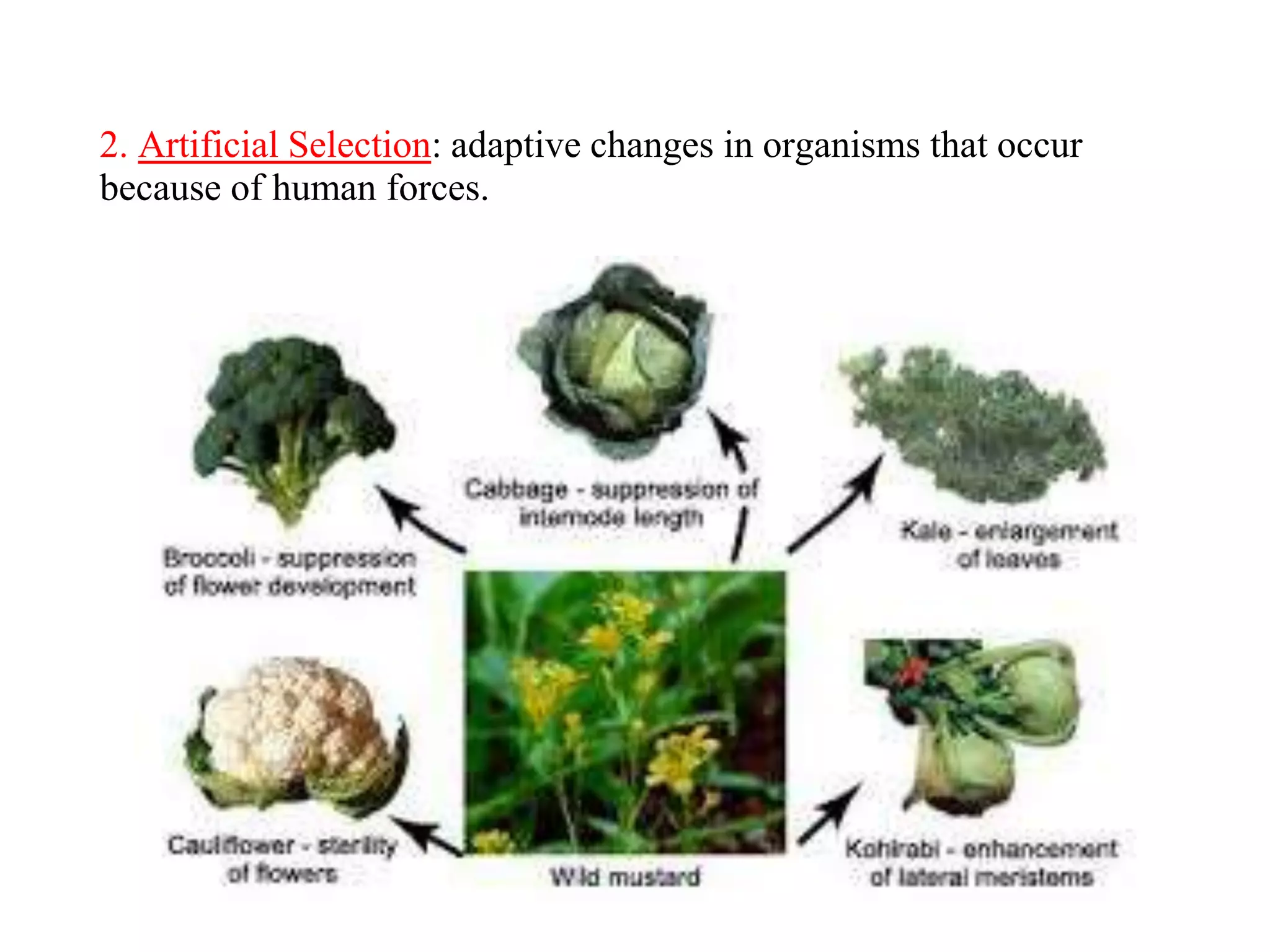 Theory of evolution by natural selection | PPTX | Biological Sciences ...