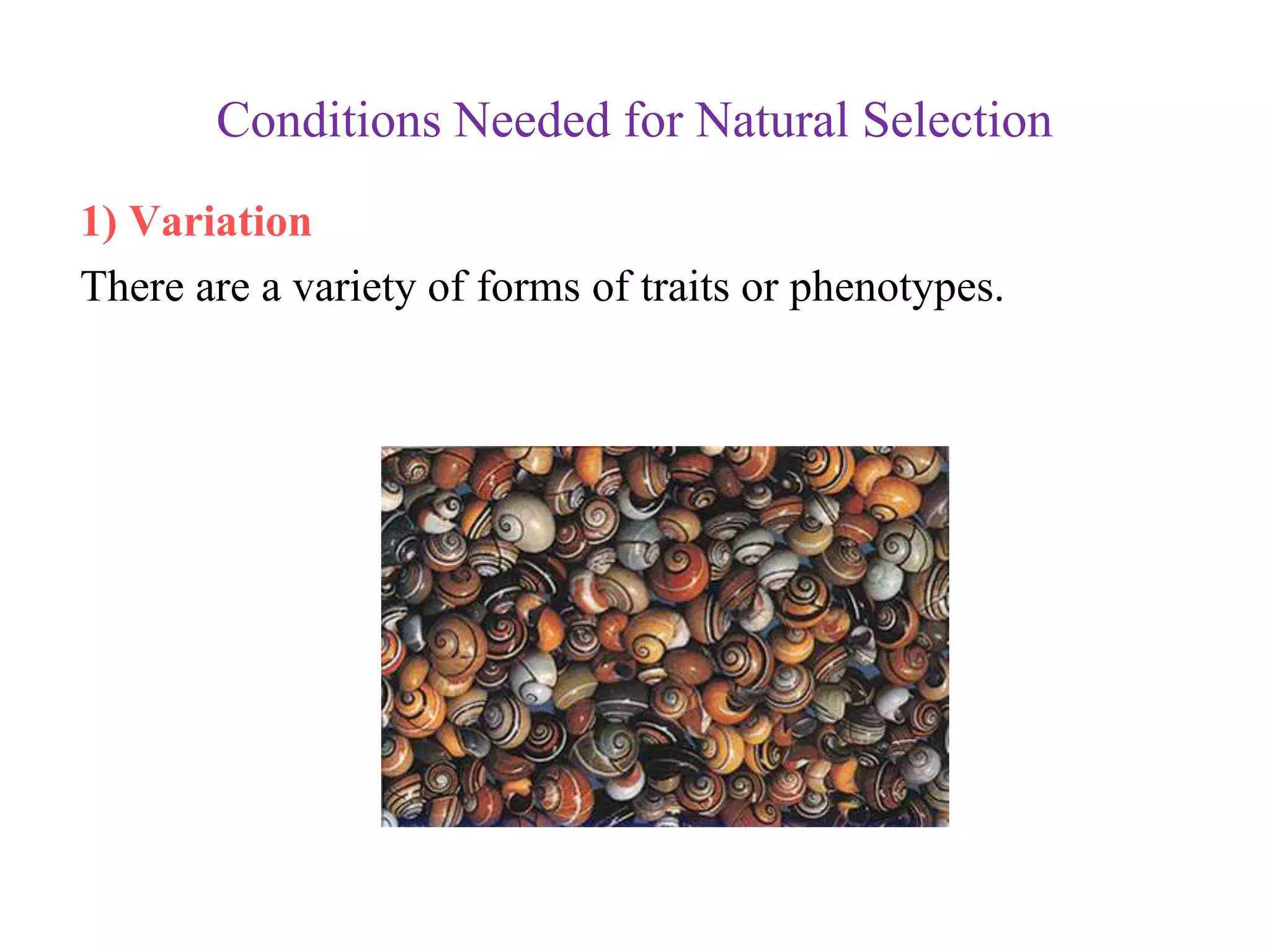 Theory of evolution by natural selection | PPTX | Biological Sciences ...