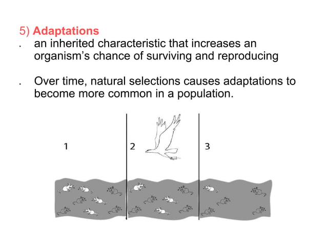Theory of evolution by natural selection | PPTX | Biological Sciences ...