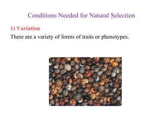 Theory of evolution by natural selection | PPTX