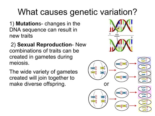 Theory of evolution by natural selection | PPTX | Biological Sciences ...