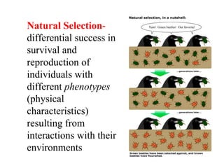 Theory Of Evolution By Natural Selection