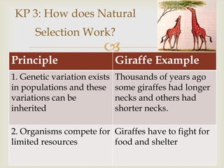 Natural selection ppt notes | PPT