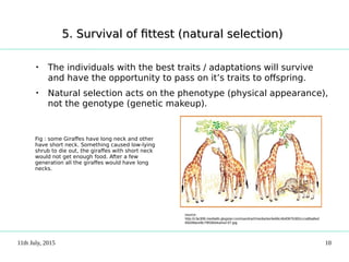 Natural selection | PDF